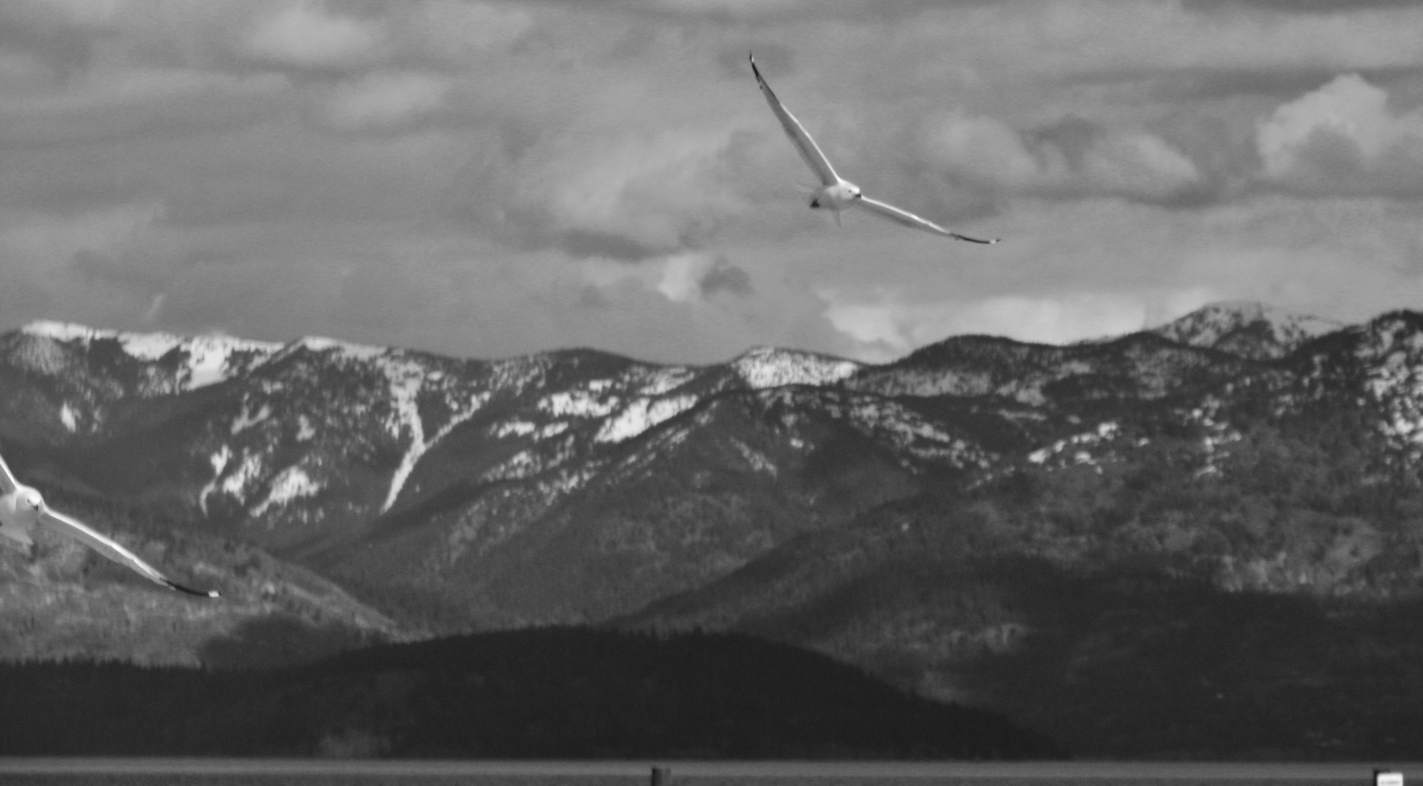 Birds in flight in Sandpoint, ID | Shutterbug